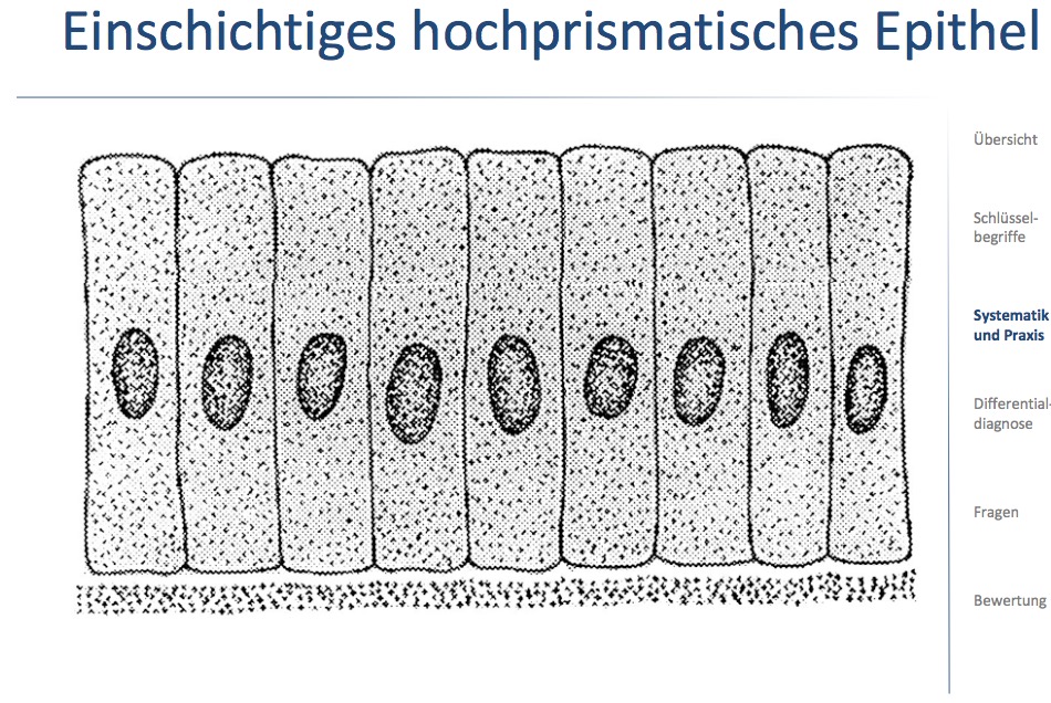 Einschichtiges hochprismatisches Epithel (Vorkommen) | Hist…