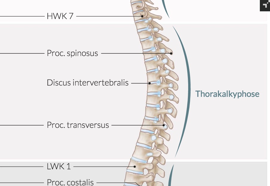 Was muss man beim Tasten der proc. spinosi in der mittl... | Anatomie ...
