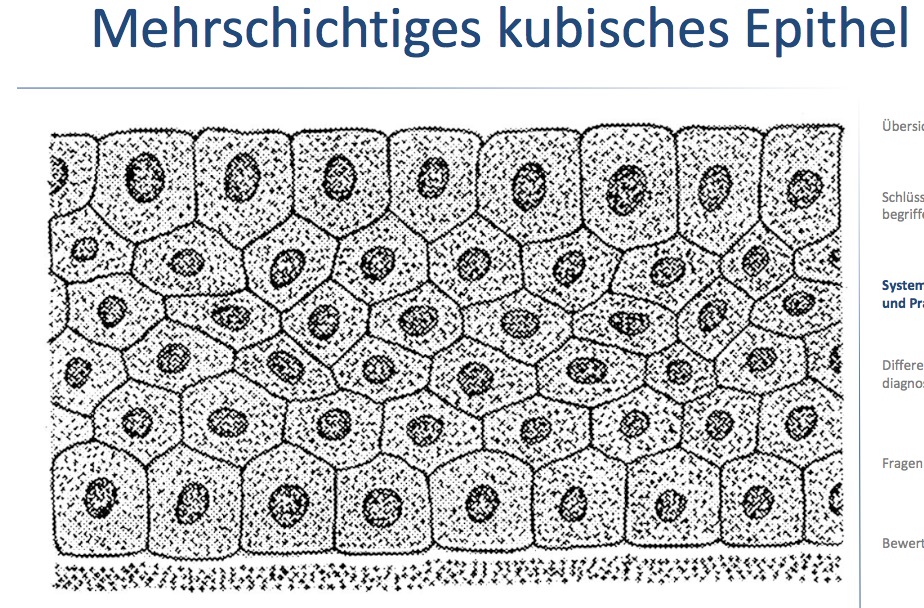 Mehrschichtiges kubisches Epithel | Histologie: Epithelien und Drüsen ...
