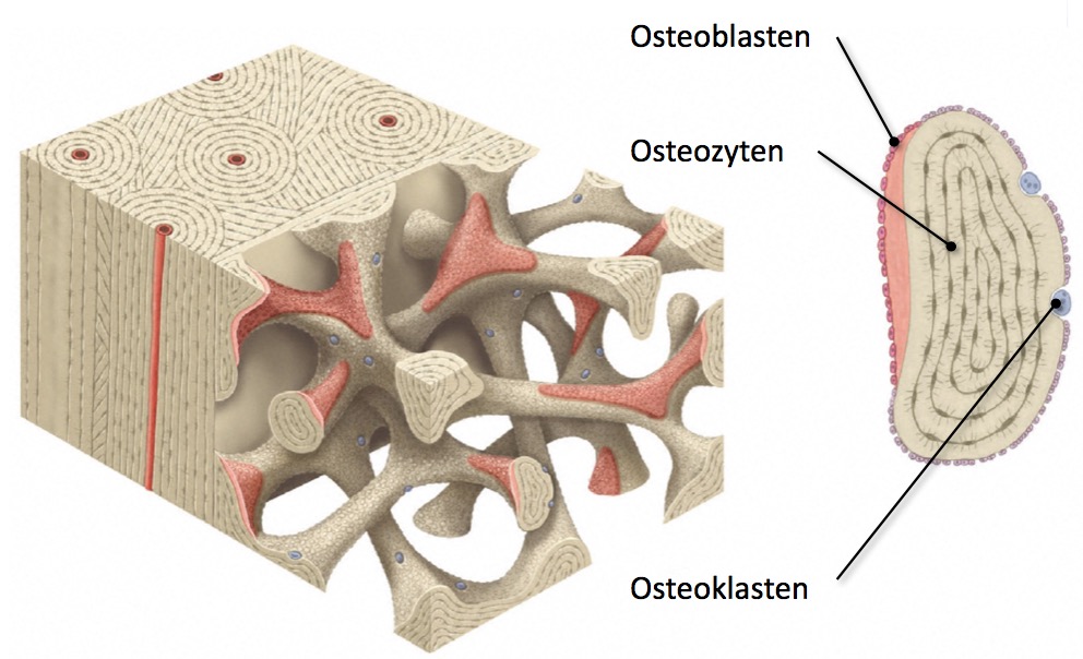 Welche Knochenzellen gibt es? | Histologie: Knochen und Knorpelgewebe ...