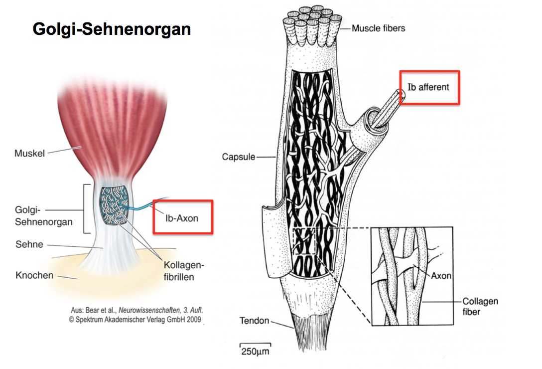 Golgi Sehnenorgan | Physiologie: Motorik | Repetico