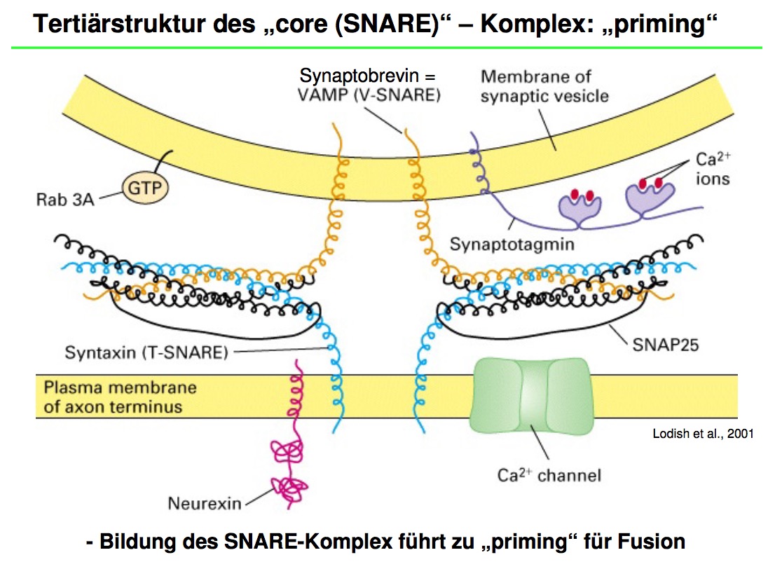 Beschreibe den SNARE-KomplexWas machen Tetanustoxin und ... | Physio TB3