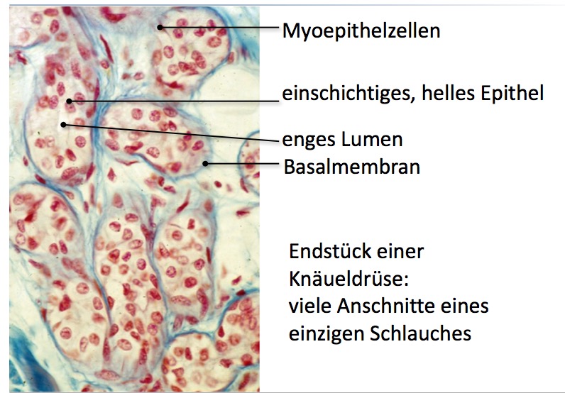 Schweissdrüse (2). Was für ein Drüsenabschnitt und wa... | Histologie ...