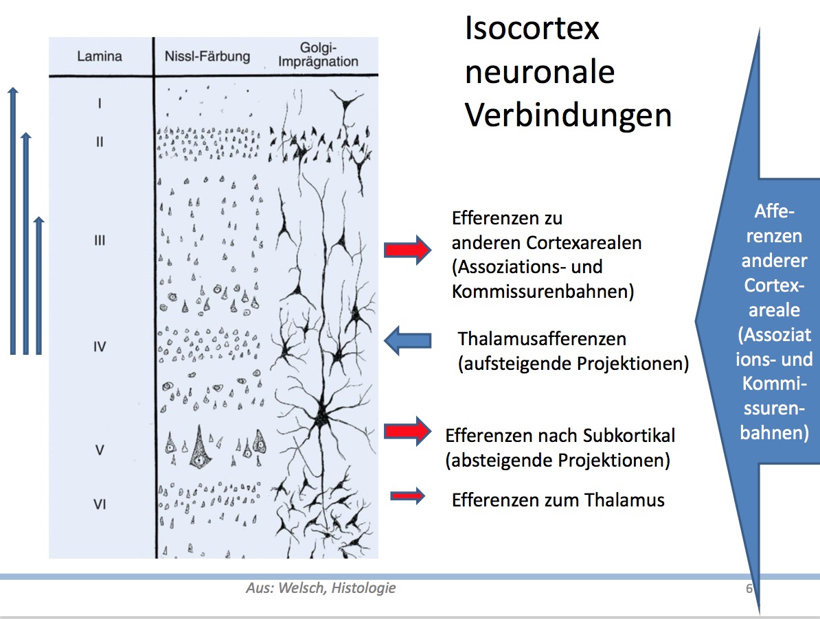 Isocortex: neuronale VerbindungenWo kommen die Afferenze ...