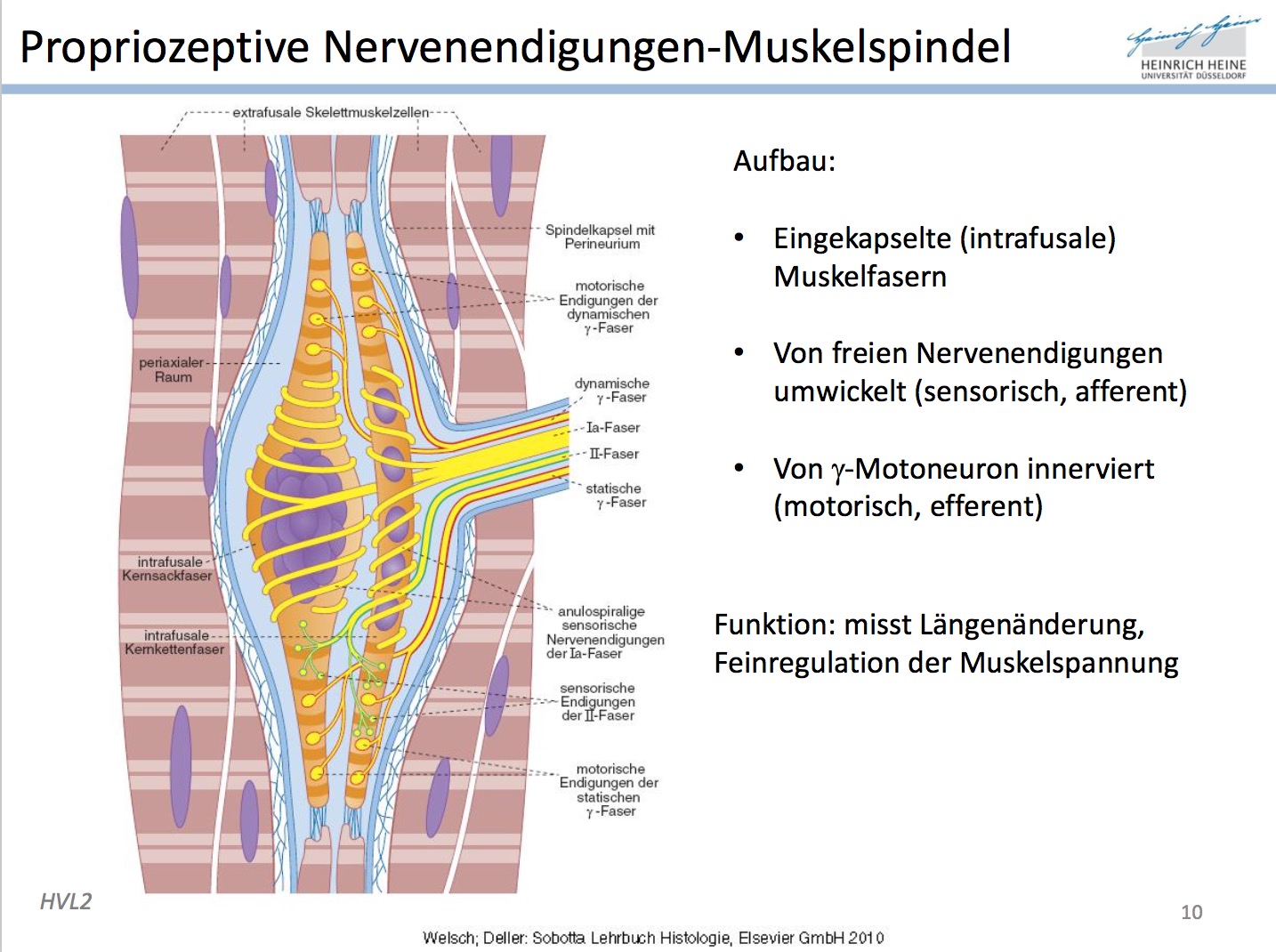 MuskelspindelAufbauArten von Fasernsensorische und motor... | Histo ...