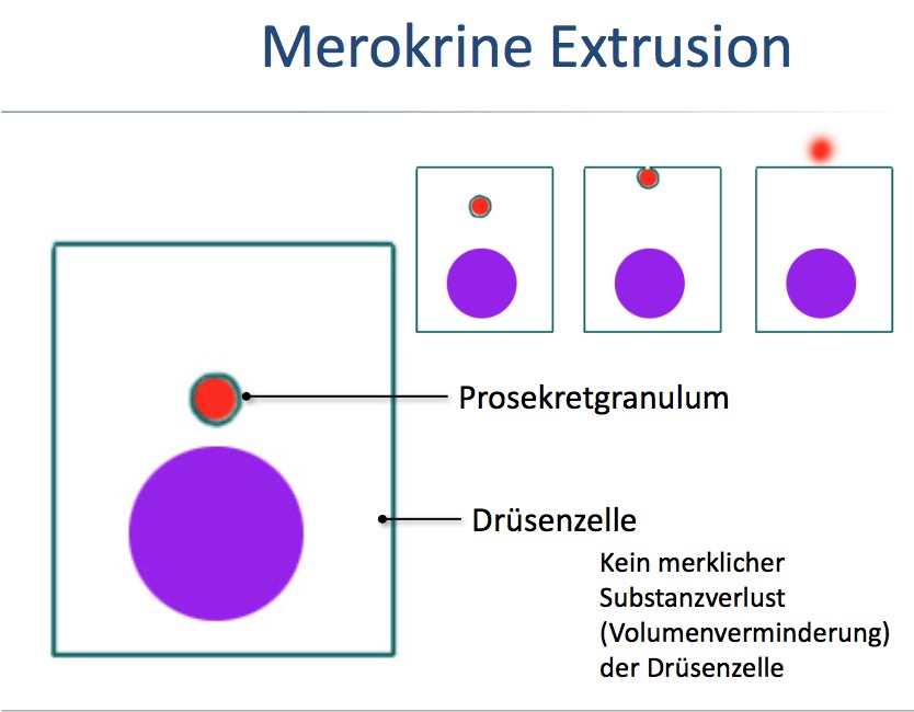 Merokrine Extrusion: was passiert dort? (4 Punkte) | Histologie ...