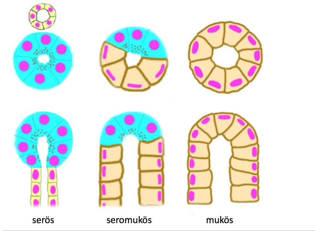 Beschreibe die Form der Endstücke: serös, seromukös, mukös.…