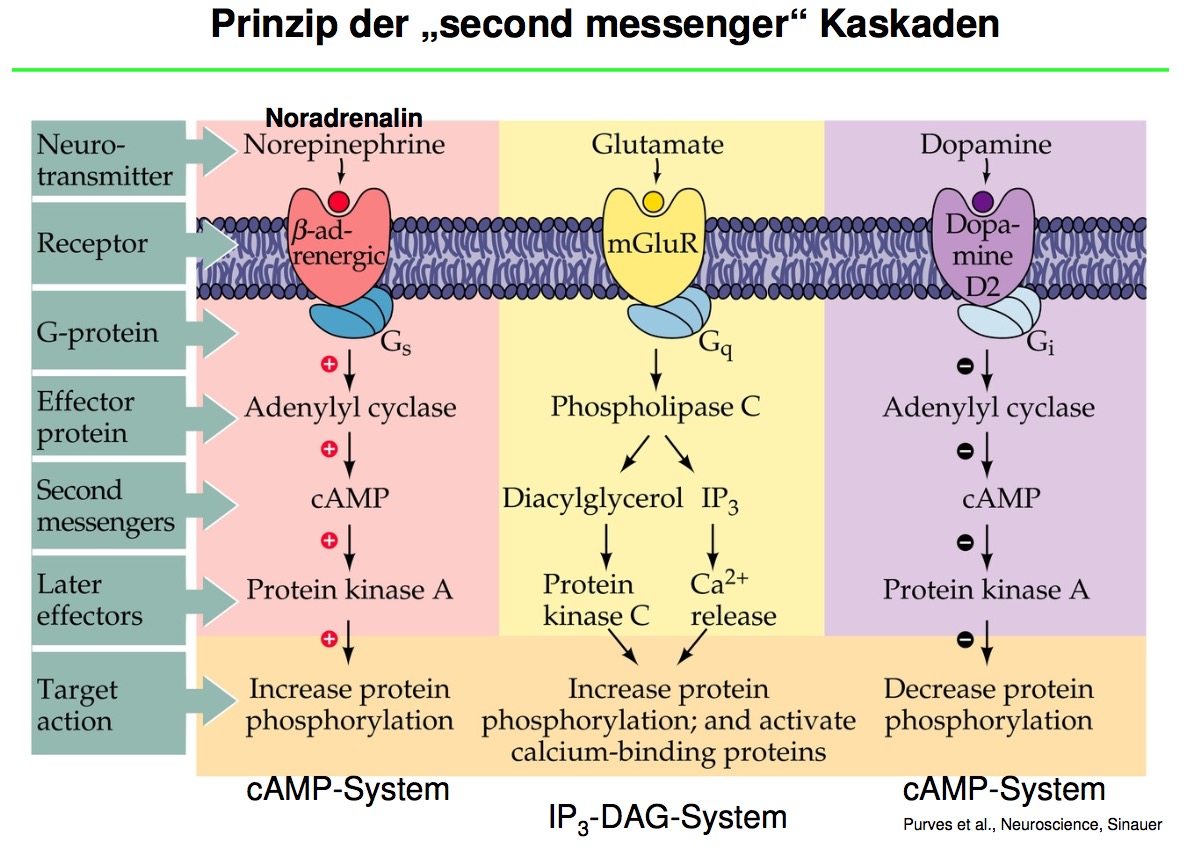 Prinzip der "second messenger" Kaskaden | Physio TB3