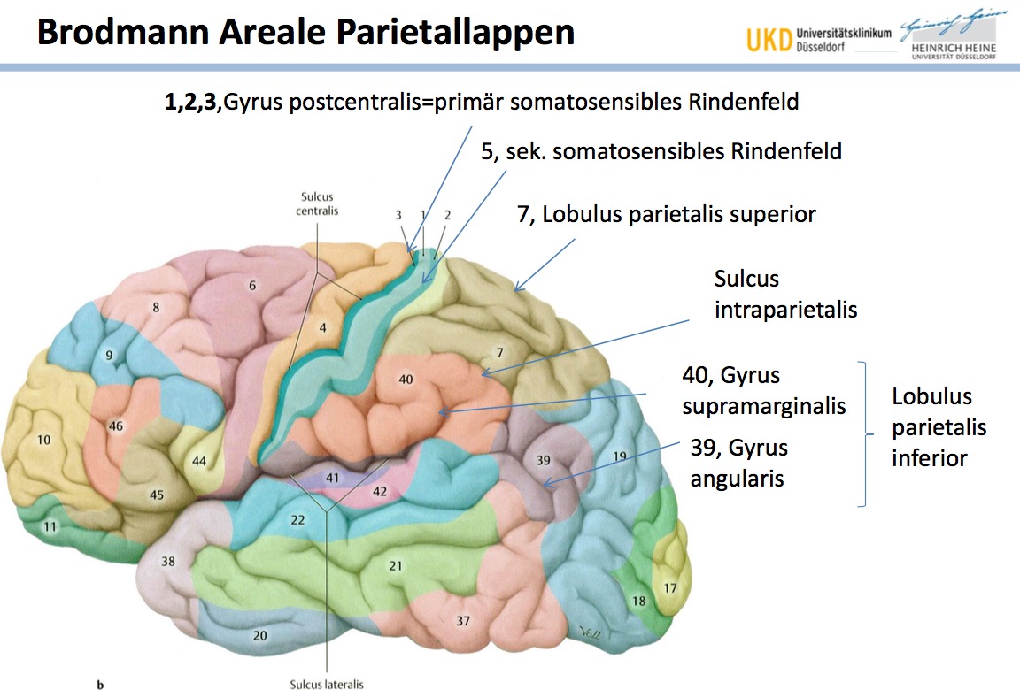 Brodmann Areale Parietallappen1,2,35739,40 Der Lobus pa ...