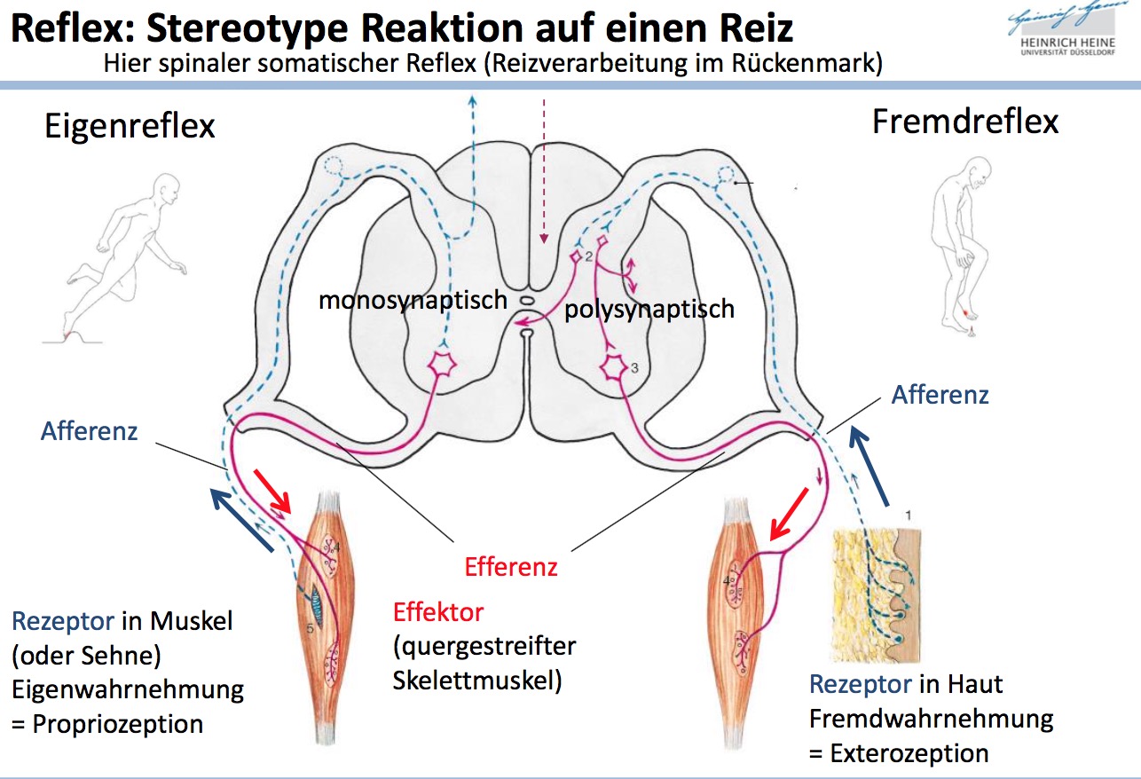 Autonome Dysreflexie Des Rückenmarks – VEJYCP