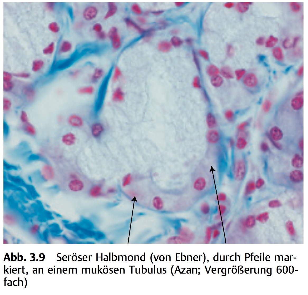 Seromucöse Drüse: Sekret. Histologie. Beispiele. | Histologie ...