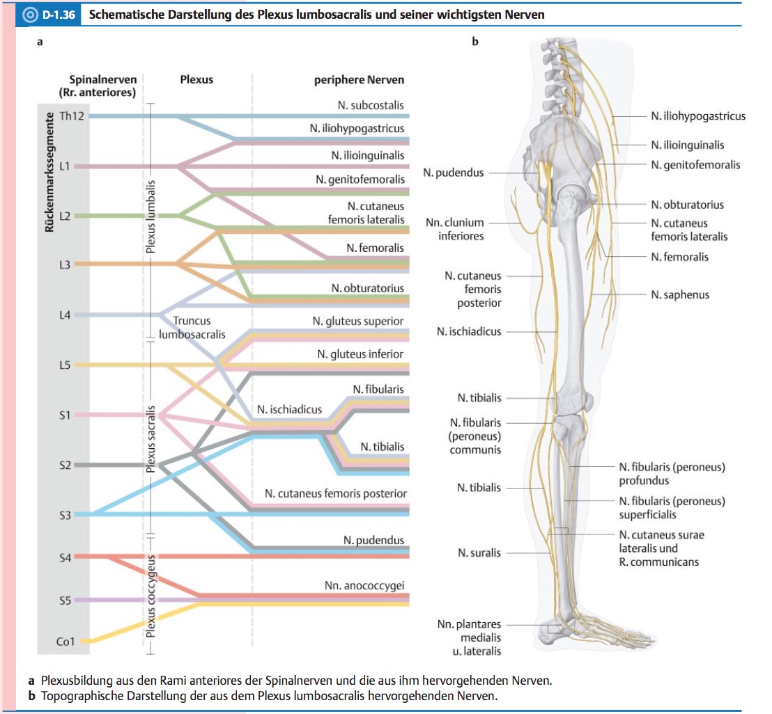 Innervation Thorax Abdomen Und Becke Eref Thieme