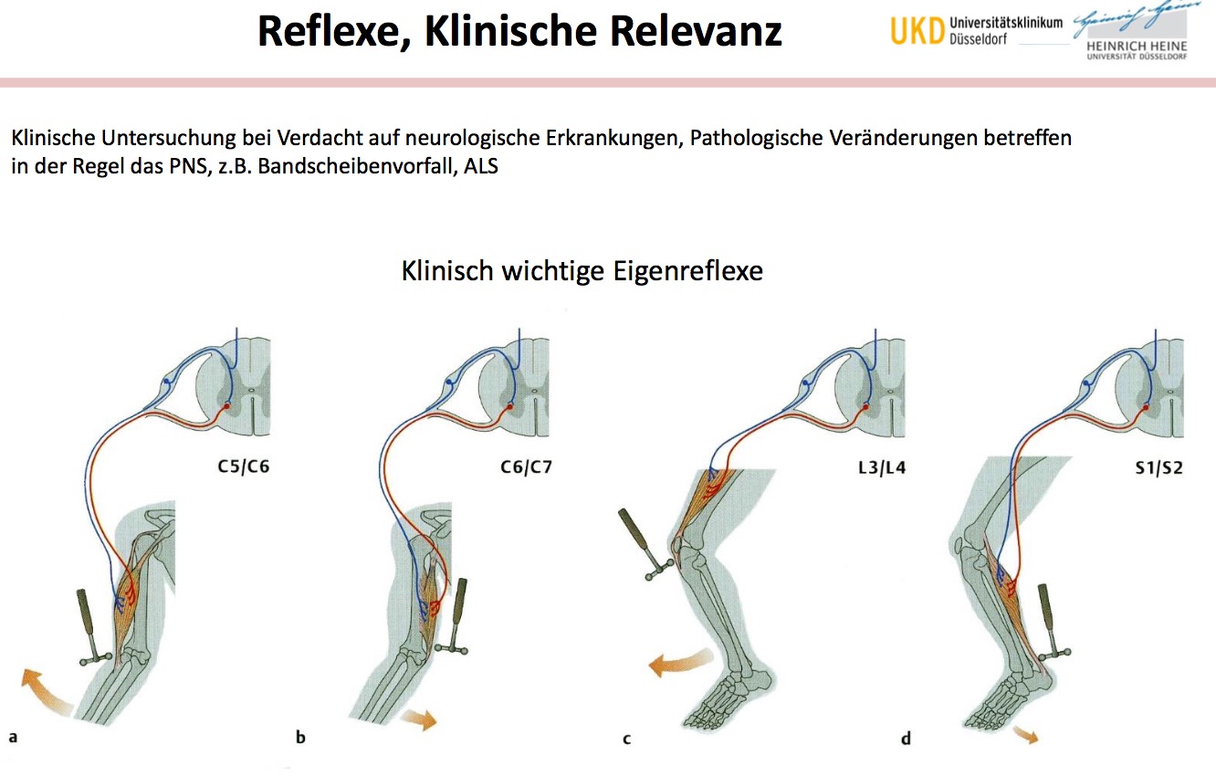 Verschaltung im RückenmarkPropriozeption / Exterozeptio ...