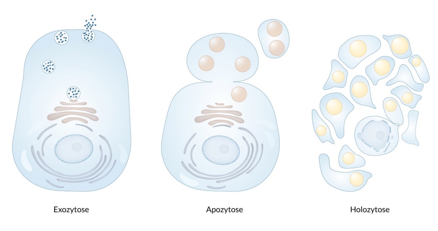 Sekretionsmechanismus: 4 Klassifizierungen, je ein Beisp ...