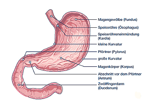 Anatomischer Aufbau des Magens | Wichtige Antomie des Gastr…