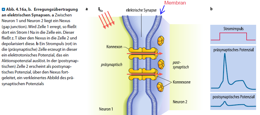 Konnexone | M3b - Biopsychologie | Repetico