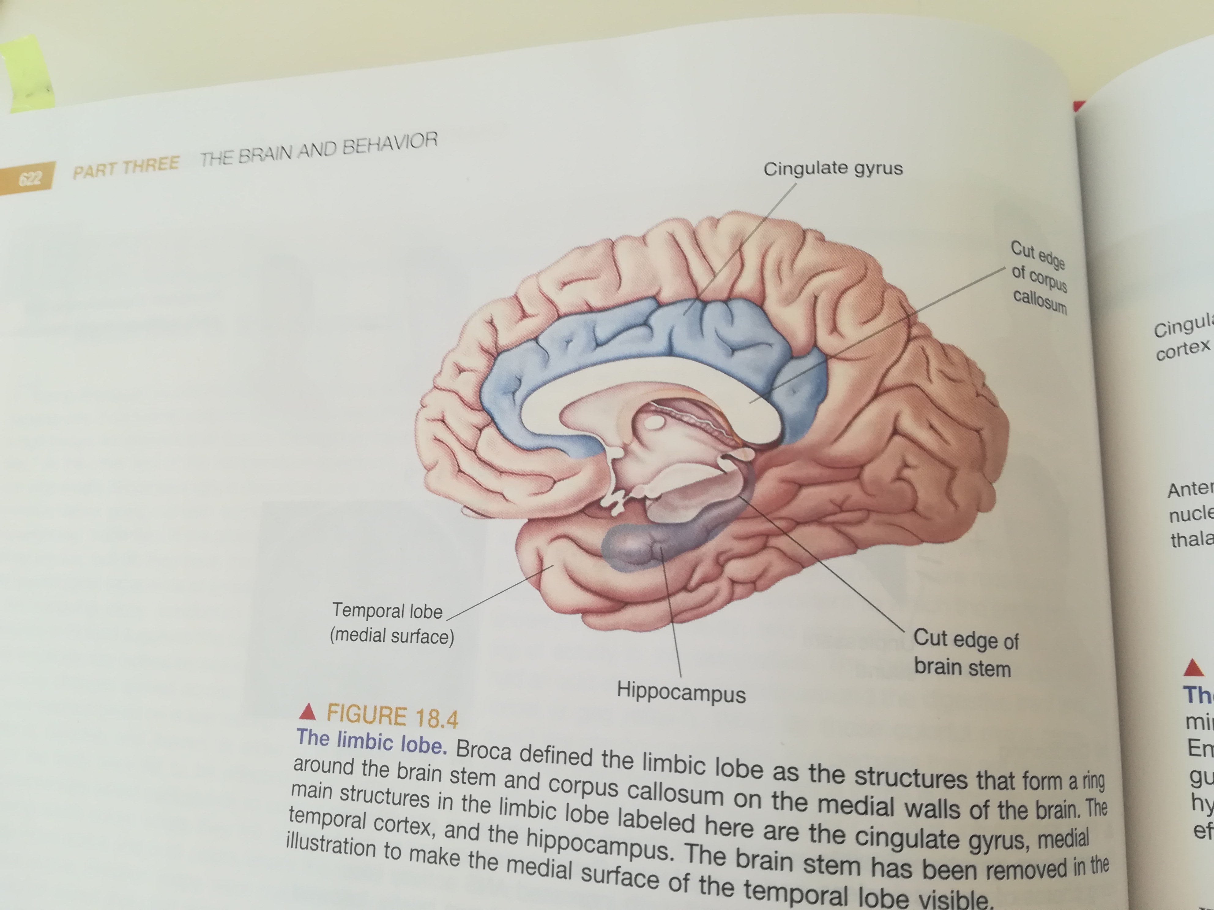 Was ist der limbic lobe? Woraus besteht es? | Bio2 | Repeti…