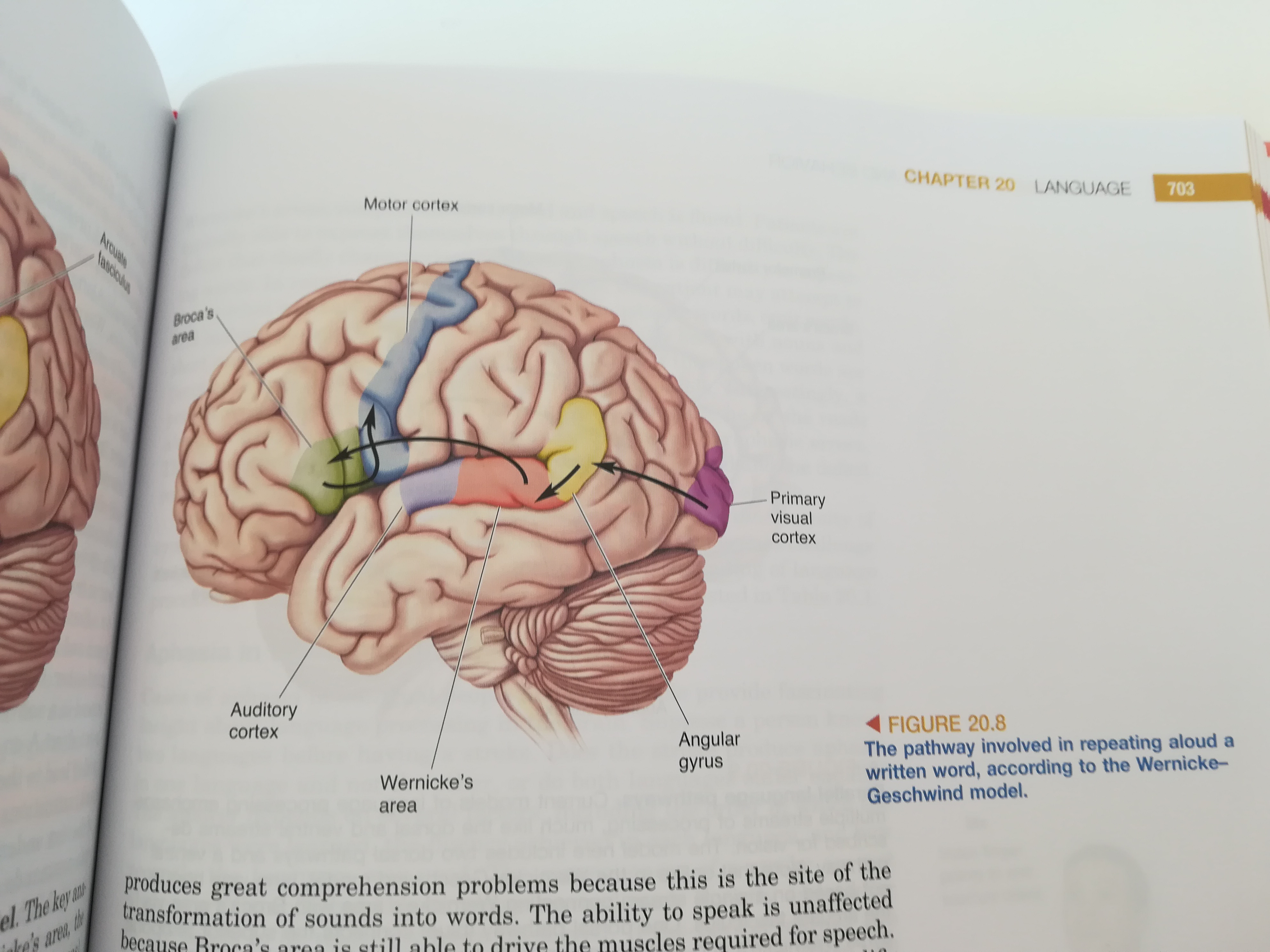 Beschreibe das Wernicke-Geschwind model anhand des laute... | Bio2 ...