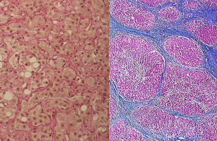 | Patho-Bilder | Repetico