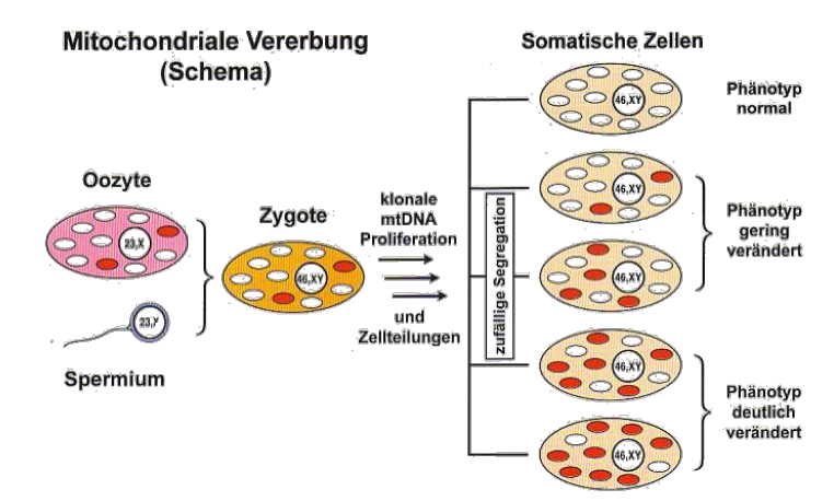 Mitochondriale Vererbung (Schema) | QF Humangenetik | Repet…