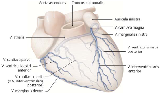 Sinus coronarius System | HKL Anatomie | Repetico