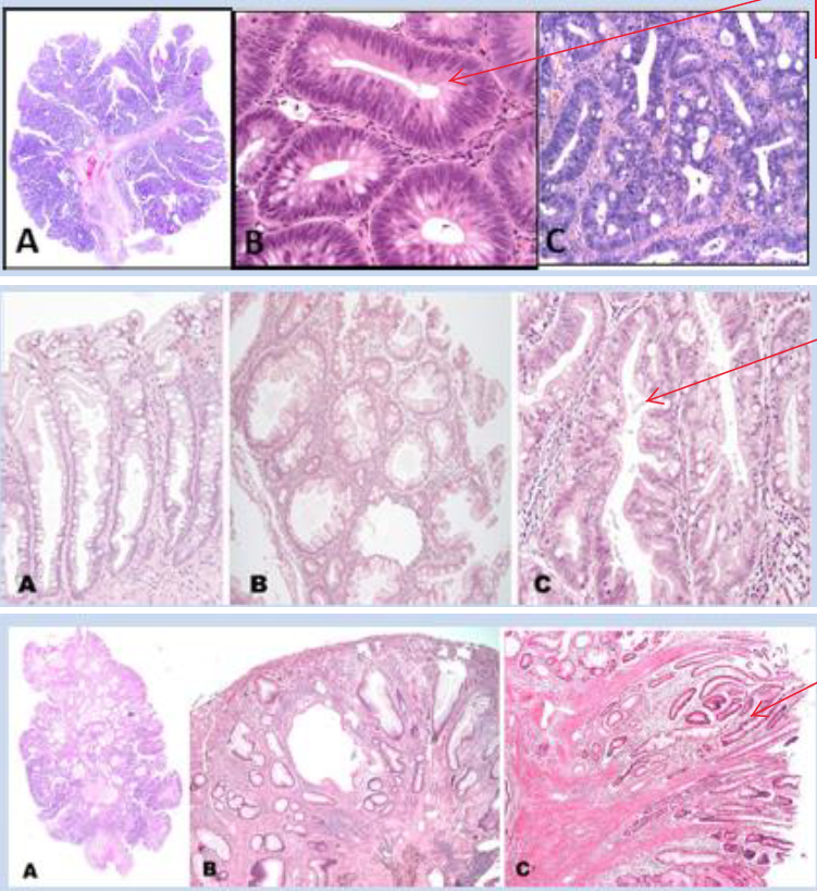 | Patho-Bilder | Repetico