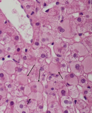 | Patho-Bilder | Repetico