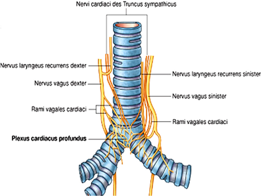 Regulation des Herzleitungssystems | HKL Anatomie | Repetico