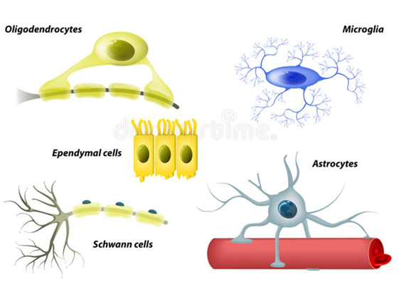 | 04 Gliazellen/ Plasmamembran | Repetico