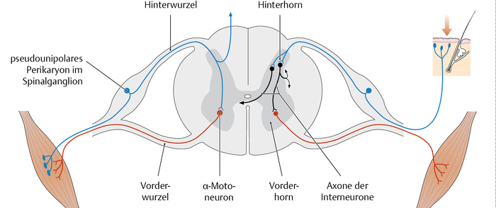 Monosynapthischer Reflex (Eigenreflex) | Anatomie - ZNS | R…
