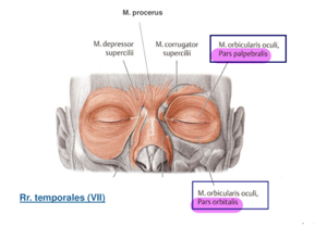 M. orbicularis oculi | Anatomie - Kopf | Repetico
