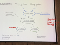 Atemregulation | Anatomie - ZNS | Repetico