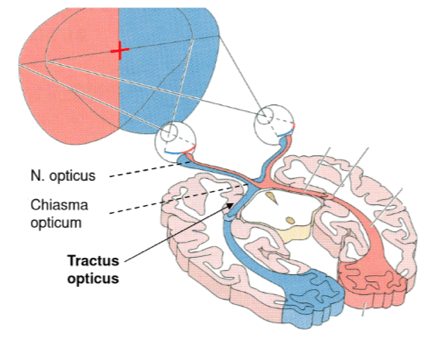 N. opticus, Chiasma, Tractus opticus | Anatomie - ZNS | Repetico