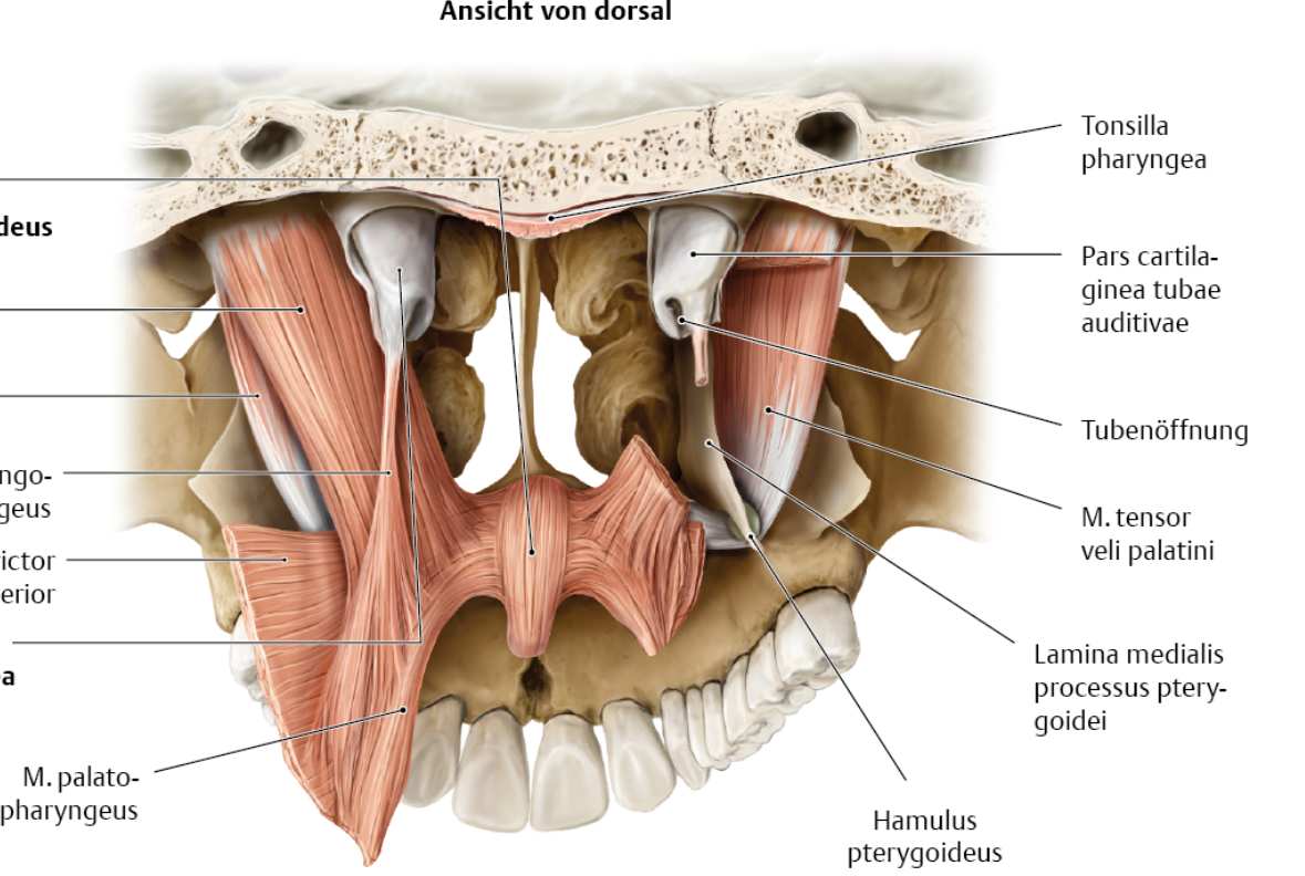 M. palatopharyngeus (Gaumenmuskel) | Anatomie Kopf | Repetico