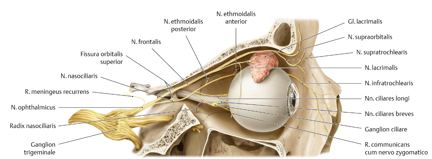 Welche wichtigen Äste gibt der N. ophthalmicus (V1) ab?... | Anatomie ...