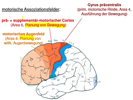 Wofür sind die Sekundär motorischen Felder? | ZNS | Repetico