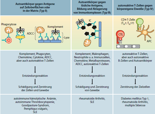 Einteilung von Autoimmunerkrankungen. | Immu Rink | Repetico