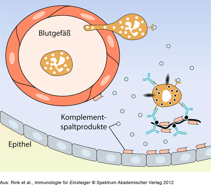 Was ist die Arthus-Reaktion? | Immu Rink | Repetico