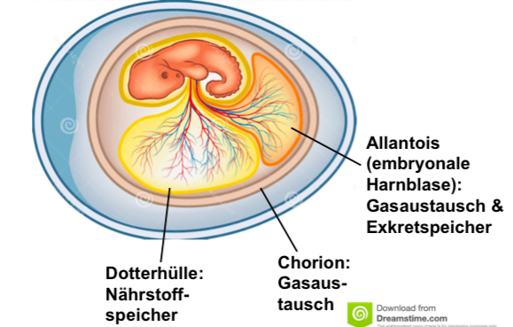 AMNIOTA amniotisches Ei | Zoologie I | Repetico