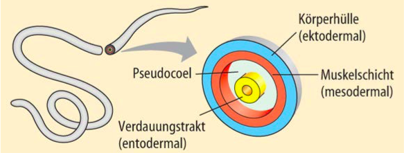 NEMATODA Pseudocoel | Zoologie I | Repetico