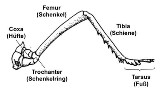 INSECTA Insektenbein | Zoologie I | Repetico