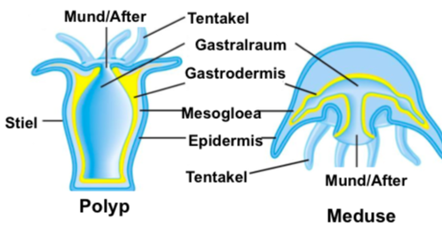 CNIDARIA Körperbau | Zoologie I | Repetico