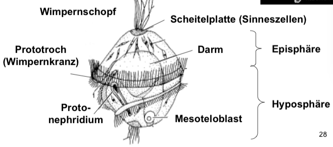 Entwicklung: Trochophora | Zoologie I | Repetico
