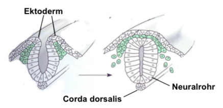 CHORDATA Neuralrohr | Zoologie I | Repetico
