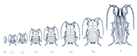 INSECTA Entwicklung | Zoologie I | Repetico