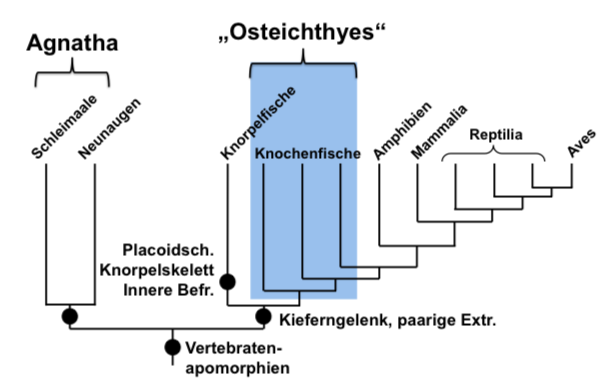 Osteichthyes (Knochenfische) | Zoologie I | Repetico