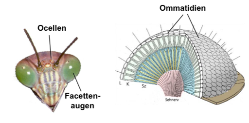 INSECTA Augen | Zoologie I | Repetico