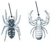 CHELICERATA Cheliceren | Zoologie I | Repetico