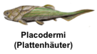 CHONDRICHTHYES Plakoidschuppen | Zoologie I | Repetico