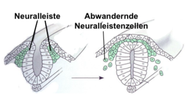 VERTEBRATA Neuralleistenzellen | Zoologie I | Repetico